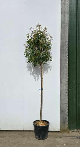 Photinia Red Robin Half Standard Tree for sale UK & Ireland