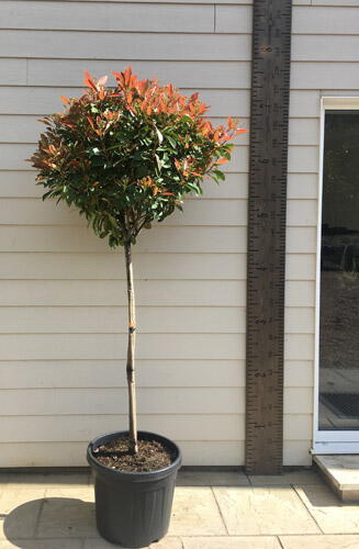 Photinia Red Robin Half Standard Tree for sale UK & Ireland