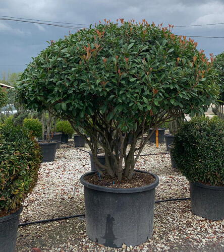 Photinia Red Robin Half Standard Tree for sale UK & Ireland