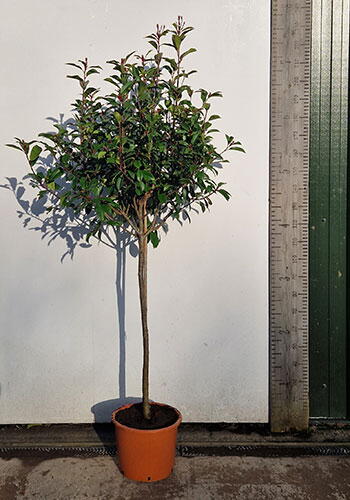 Photinia Red Robin Half Standard Tree for sale UK & Ireland