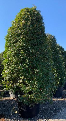 Photinia Red Robin Topiary Cones. Photinia Topiary Cones