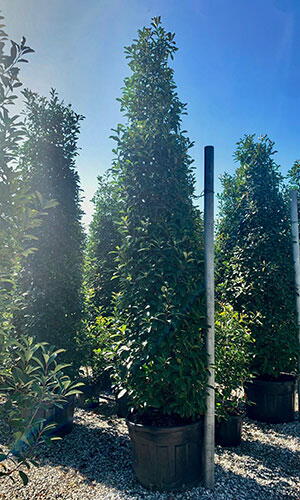 Photinia Red Robin Topiary Cones. Photinia Topiary Cones