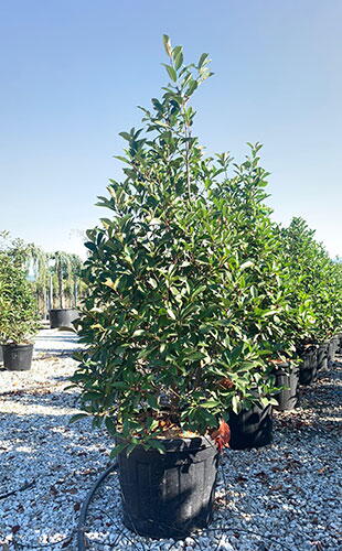 Photinia Red Robin Topiary Cones. Photinia Topiary Cones