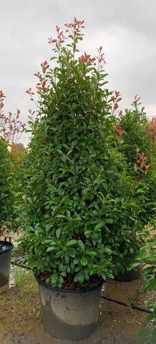 Photinia Red Robin Topiary Cones. Photinia Topiary Cones