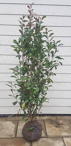 Photinia Root Ball Plants.Photinia Red Robin Hedging Plants