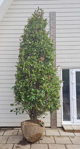 Photinia Root Ball Plants.Photinia Red Robin Hedging Plants