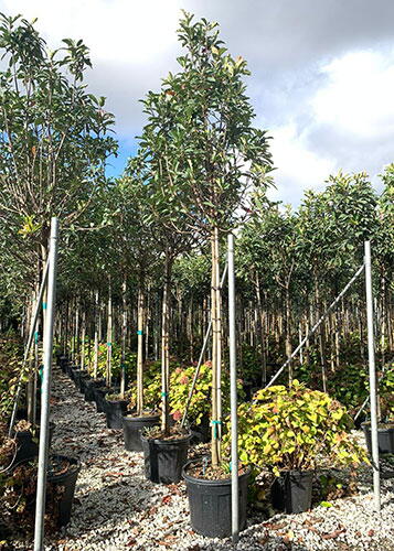 Photinia Serratifolia Crunchy Full Standard Shaped Tree