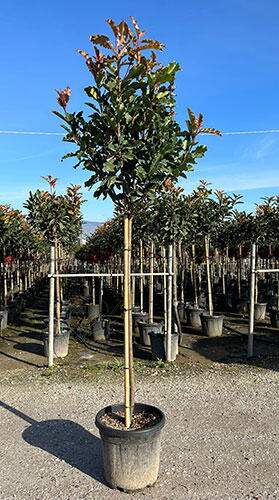 Photinia Serratifolia Crunchy Full Standard Shaped Tree