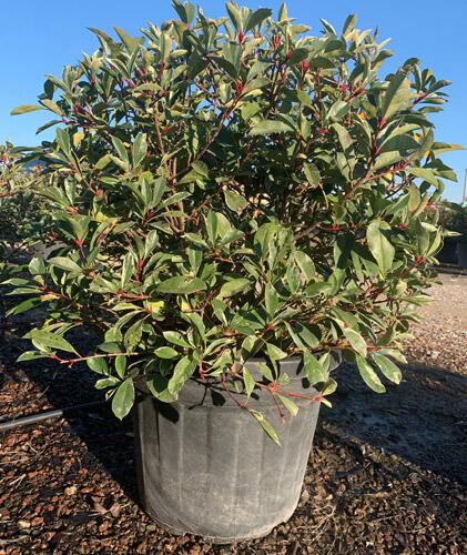 Photinia Fraseri Pink Marble for Hedging Photinia Hedging