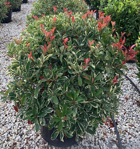 Photinia Fraseri Pink Marble for Hedging Photinia Hedging