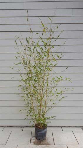 Phyllostachys Aureosulcata Spectabilis, Yellow Groove Bamboo
