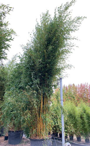 Phyllostachys Aureosulcata Spectabilis, Yellow Groove Bamboo