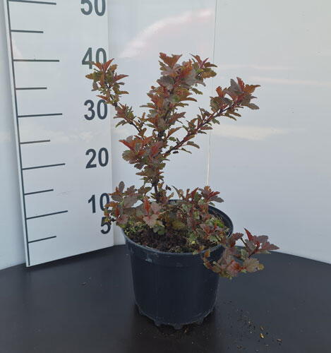 Physocarpus Opulifolius All Black Ninebark for Sale Online