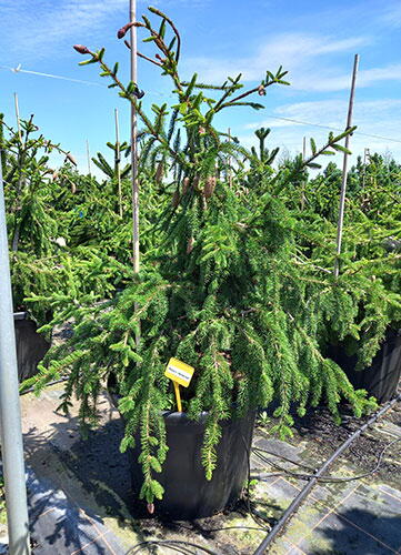 Picea Abies Acrocona Norway Spruce Acrocona Dark Pink Cones