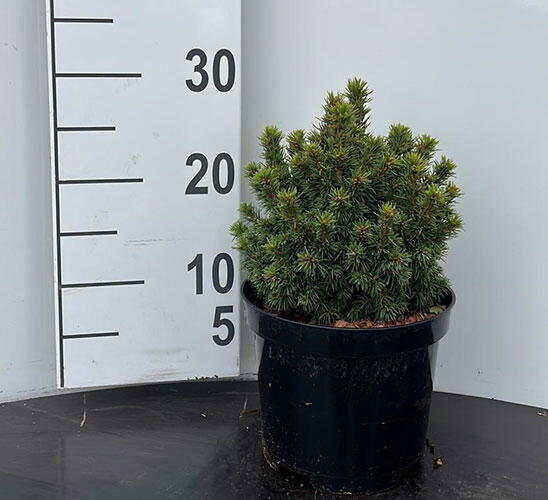 Picea Glauca Alberta Globe White Spruce Canadian Spruce