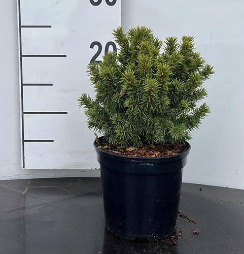 Picea Glauca Alberta Globe White Spruce Canadian Spruce