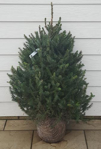 Picea Omorika Serbian Spruce Bosnian Spruce for Sale Online