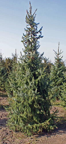 Picea Omorika Serbian Spruce Bosnian Spruce for Sale Online