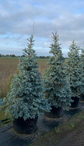 Picea Pungens Blue Diamond. Blue Spruce Blue Diamond Tree