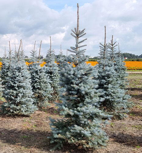 Picea Pungens Blue Diamond. Blue Spruce Blue Diamond Tree