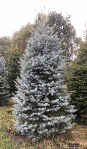 Picea Pungens Blue Diamond. Blue Spruce Blue Diamond Tree
