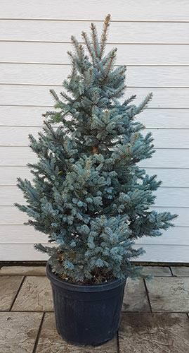 Picea Pungens Fat Albert. Colorado Blue Spruce Fat Albert