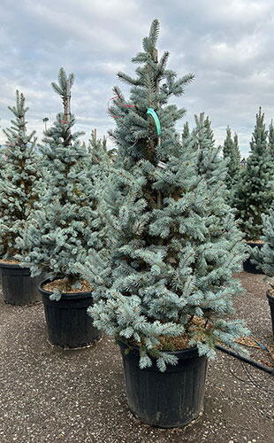 Picea Pungens Hoopsii Colorado Spruce Blue Spruce