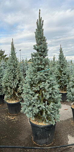 Picea Pungens Iseli Fastigiate Colorado Spruce Blue Spruce