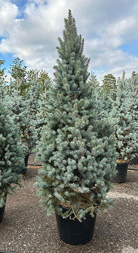 Picea Pungens Iseli Fastigiate Colorado Spruce Blue Spruce
