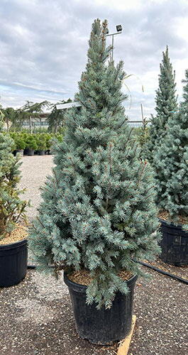Picea Pungens Iseli Fastigiate Colorado Spruce Blue Spruce
