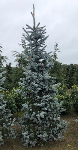 Picea Koster Picea Pungens Kosteriana Colorado Blue Spruce Koster
