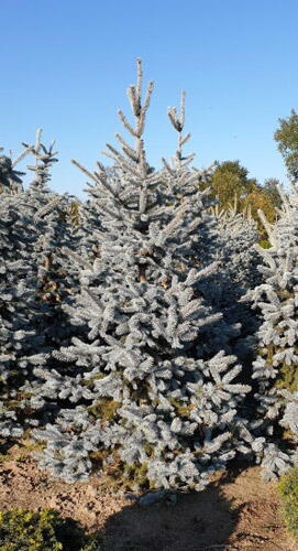Picea Koster Picea Pungens Kosteriana Colorado Blue Spruce Koster