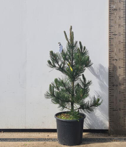 Pinus Leucodermis Satellit or Satellite. Bosnian Pine UK