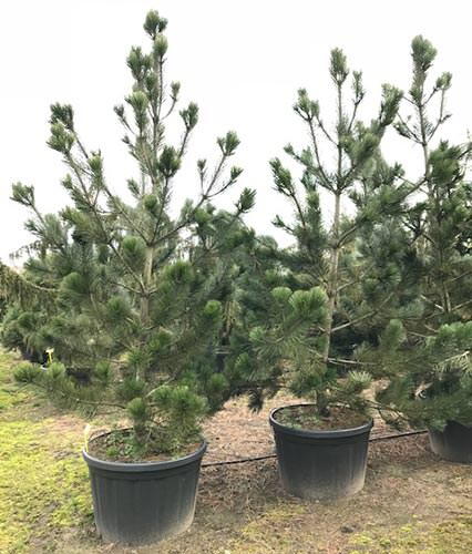 Pinus Leucodermis Satellit or Satellite. Bosnian Pine UK