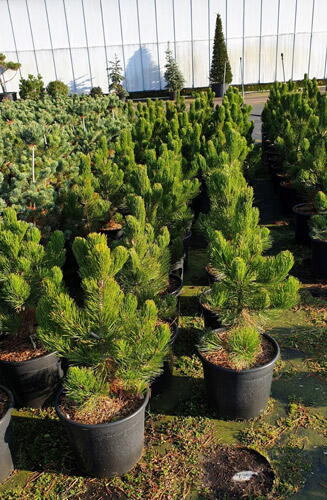 Pinus Leucodermis Satellit or Satellite. Bosnian Pine UK