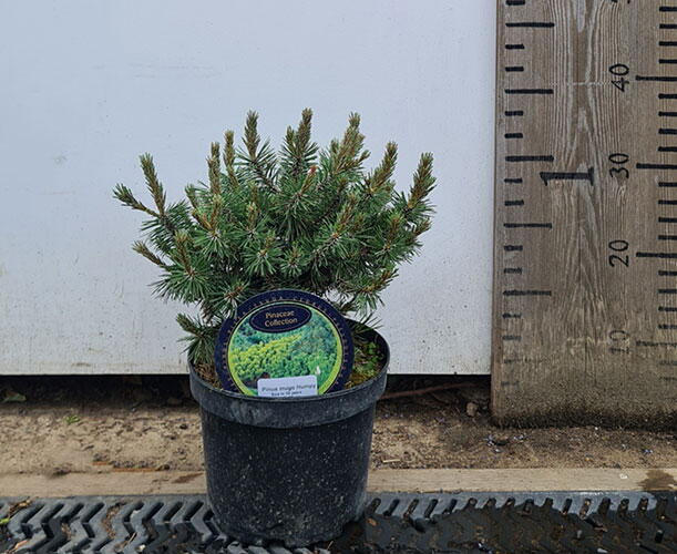 Pinus Mugo Humpy or Swiss Dwarf Mountain Pine. Buy Online UK