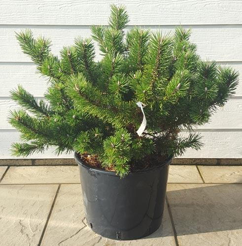 Pinus Mugo Humpy or Swiss Dwarf Mountain Pine. Buy Online UK