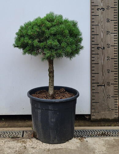 Pinus Mugo Mops Dwarf Mountain Pine Mops Low Growing Conifer