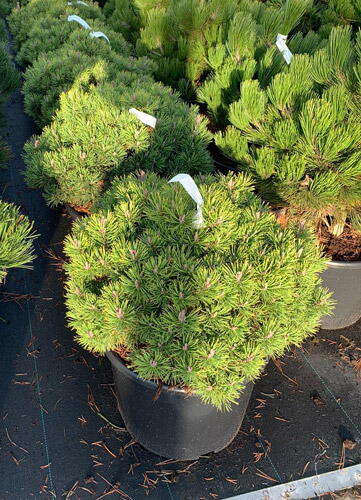 Pinus Mugo Mops Dwarf Mountain Pine Mops Low Growing Conifer