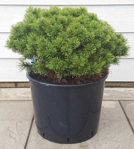 Pinus Mugo Mops Dwarf Mountain Pine Mops Low Growing Conifer