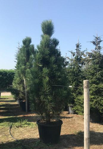 Pinus Nigra Green Rocket. Black Pine Green Rocket Conifer