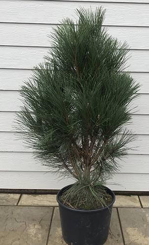 Pinus Nigra Green Rocket. Black Pine Green Rocket Conifer