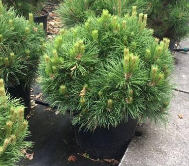 Pinus Nigra Helga Black Pine Helga. Dwarf Black Pine Conifer