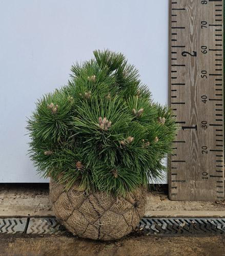 Pinus Nigra Helga Black Pine Helga. Dwarf Black Pine Conifer