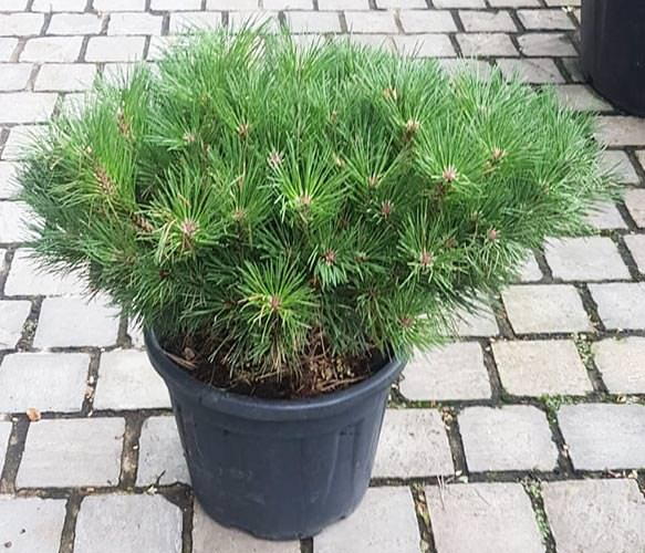 Pinus Nigra Würstle. Black Pine Würstle. Dwarf Black Pine