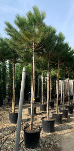 Pinus Pinea. Italian Stone Pine Nut Tree for sale London UK