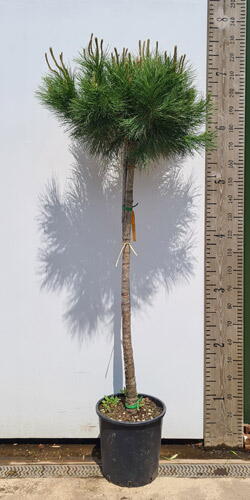 Pinus Pinea. Italian Stone Pine Nut Tree for sale London UK