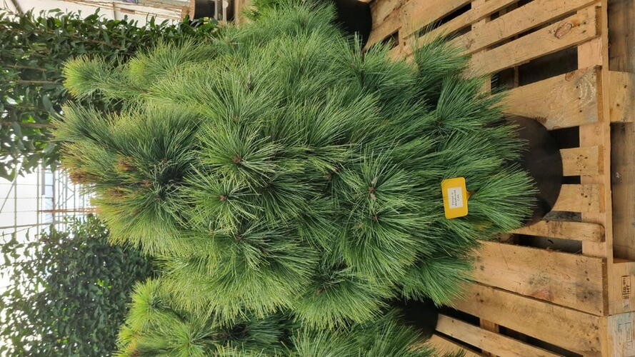 Pinus Strobus Globosa Nana. Dwarf Eastern White Pine UK