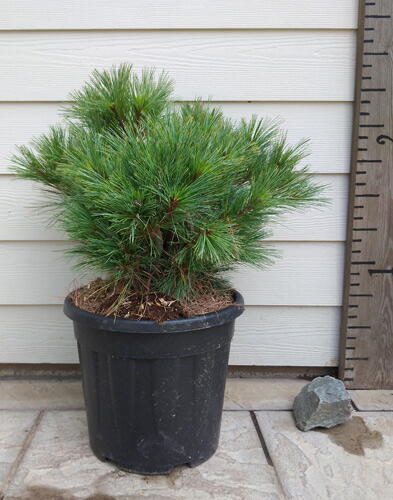 Pinus Strobus Globosa Nana. Dwarf Eastern White Pine UK