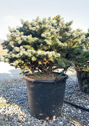 Pinus Strobus Globosa Nana. Dwarf Eastern White Pine UK